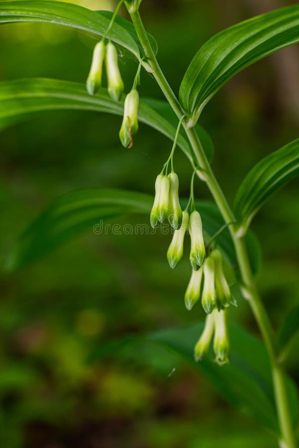 Polygonatum Multiflorum Flower in Meadow, Close Up Stock Image - Image ...