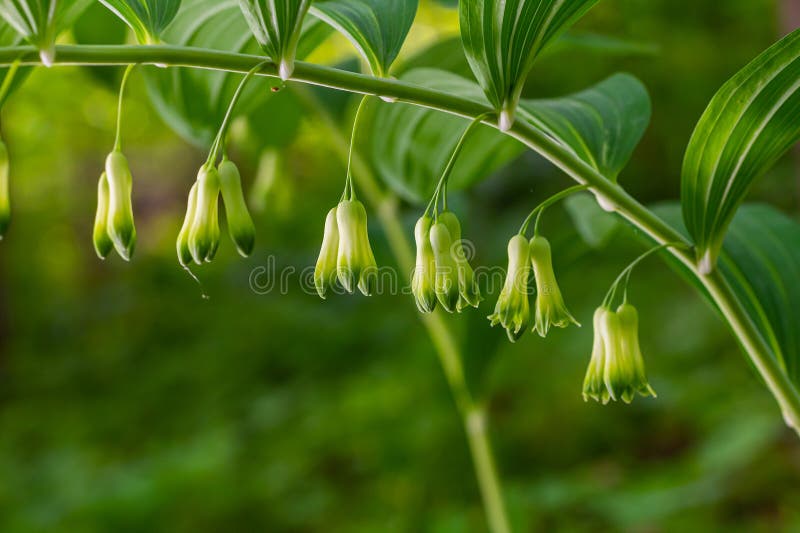 Polygonatum Multiflorum Flower in Meadow, Close Up Stock Image - Image ...