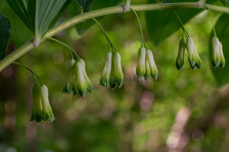 Polygonatum Multiflorum Flower in Meadow, Close Up Stock Photo - Image ...
