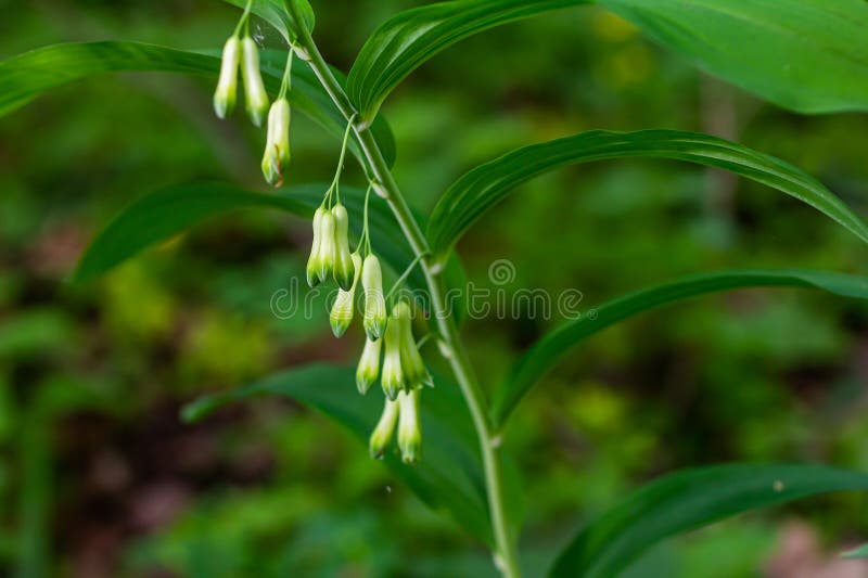 Polygonatum Multiflorum Flower in Meadow, Close Up Stock Image - Image ...
