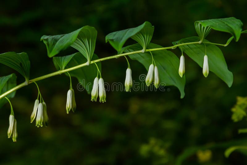 Polygonatum Multiflorum Flower in Meadow, Close Up Stock Image - Image ...