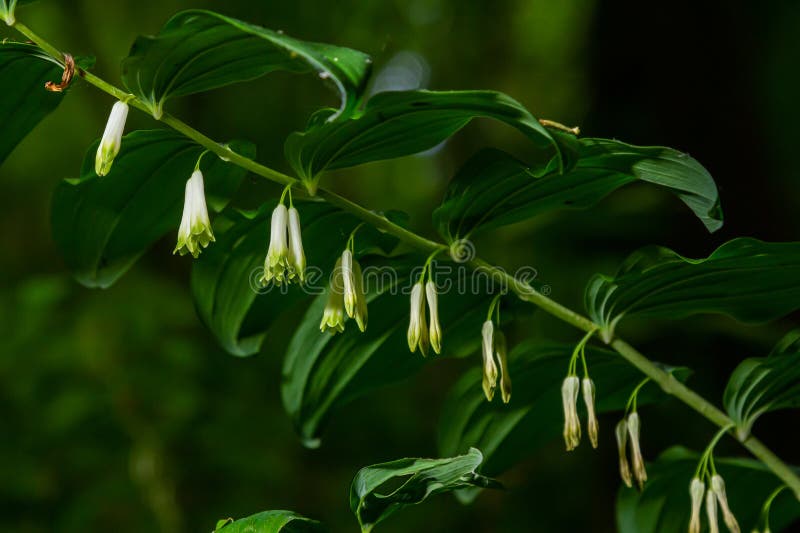 Polygonatum Multiflorum Flower in Meadow, Close Up Stock Image - Image ...