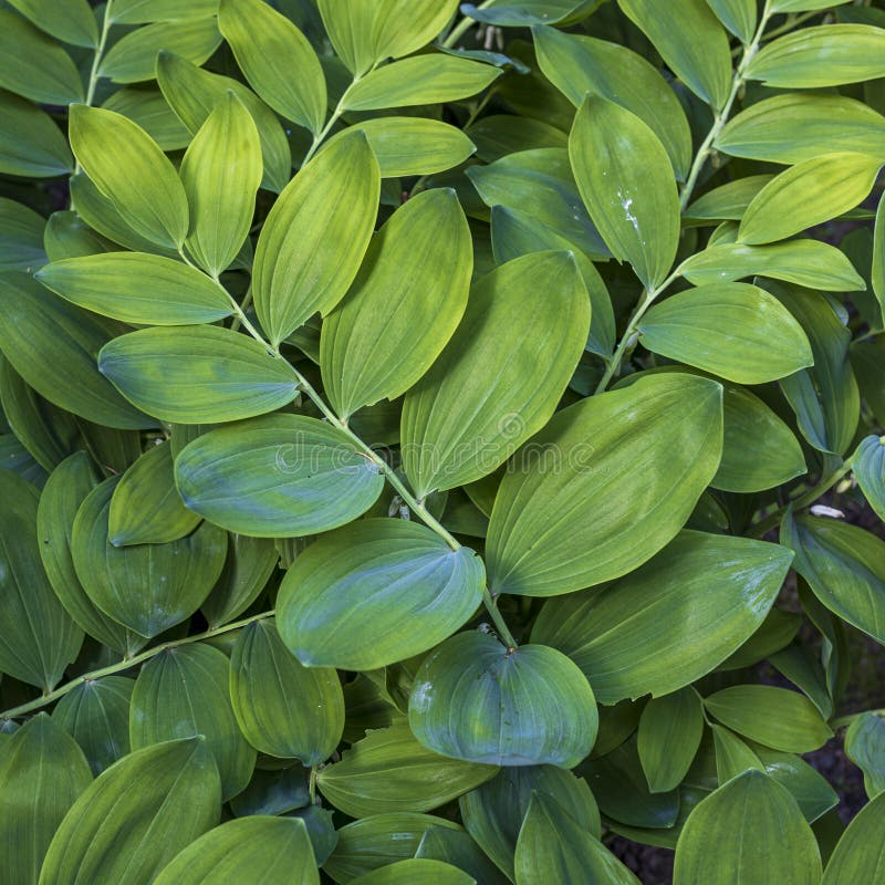 Polygonatum Multiflorum, the Solomon S Seal, David S Harp, Stock Image ...
