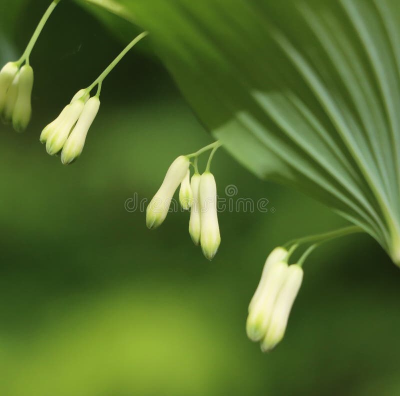 Polygonatum Multiflorum Flower in Meadow, Close Up Stock Image - Image ...