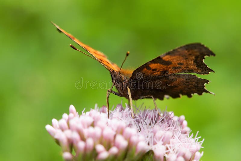 Polygonia C-album, the Comma Stock Image - Image of park, brown: 151668447