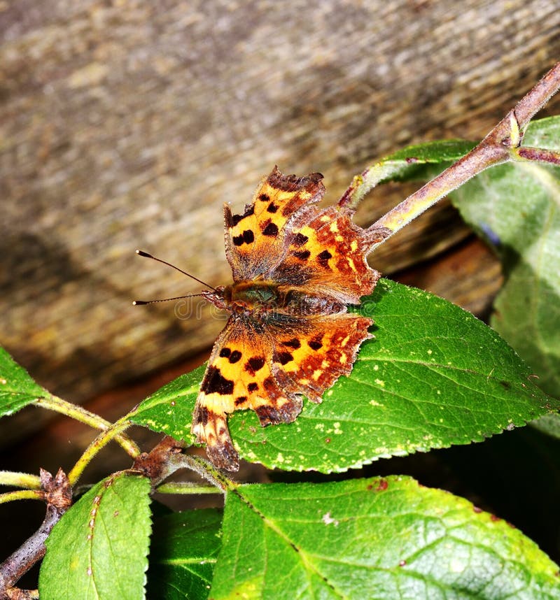 Polygonia Interrogationis on a Plum Leaf Stock Image - Image of england ...