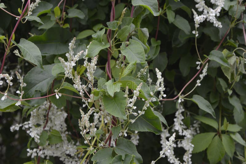 Polygonum Auberti Blossom White Flower Clusters Stock Image - Image of ...