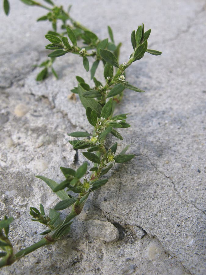 Polygonum Aviculare in Bloom Stock Image - Image of roadside, botany ...