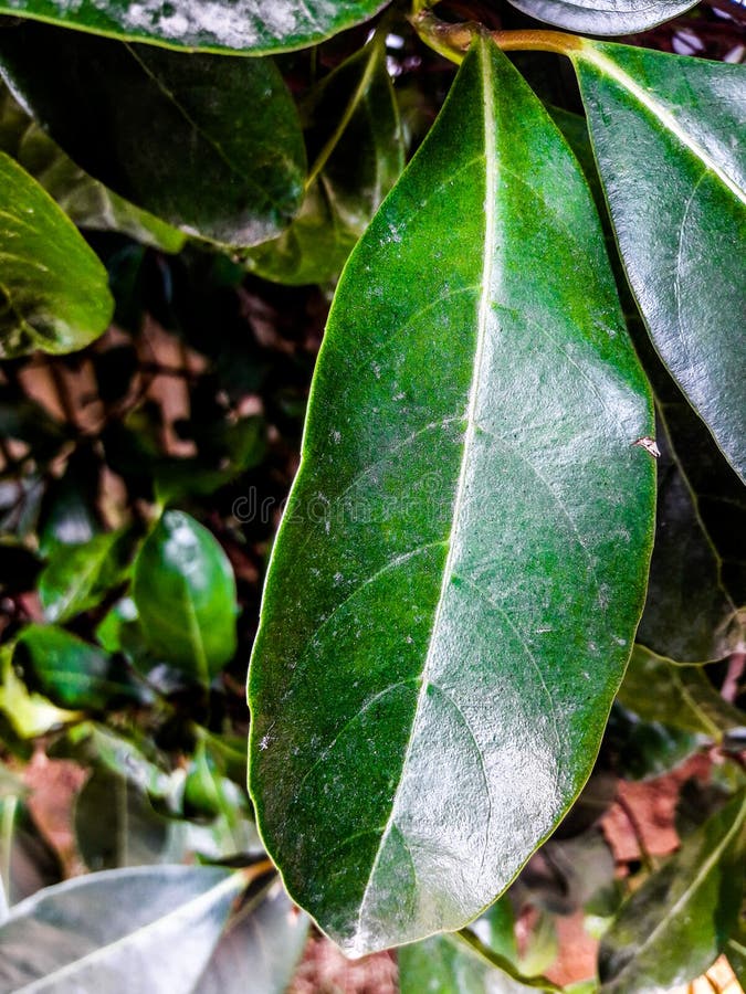 Polygonum Cognatum / Madimak. Stock Image - Image of herbal, food: 99702559