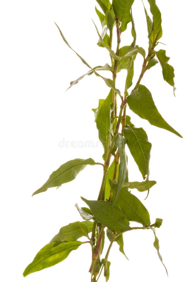 Polygonum Isolated stock image. Image of medicine, mile - 8884721