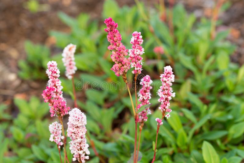 Polygonum, Knotweed Pink Flowers Closeup Selective Focus Stock Photo ...