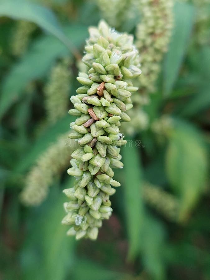Polygonum lapathifolium stock image. Image of smartweed - 254339337
