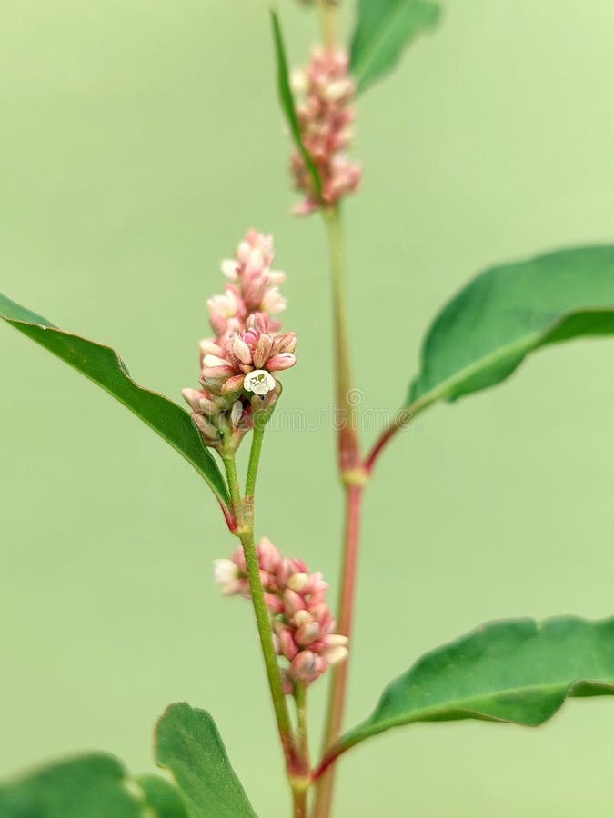 Polygonum persicaria stock image. Image of herbaceous - 287478721
