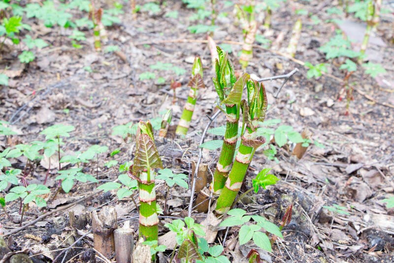 Polygonum Sachalinense in Spring. Green Young Plant in Spring. Stalks ...