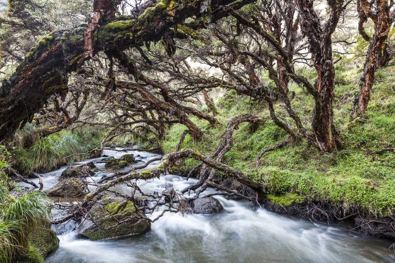 Polylepis forest stock image. Image of moor, america - 69966657