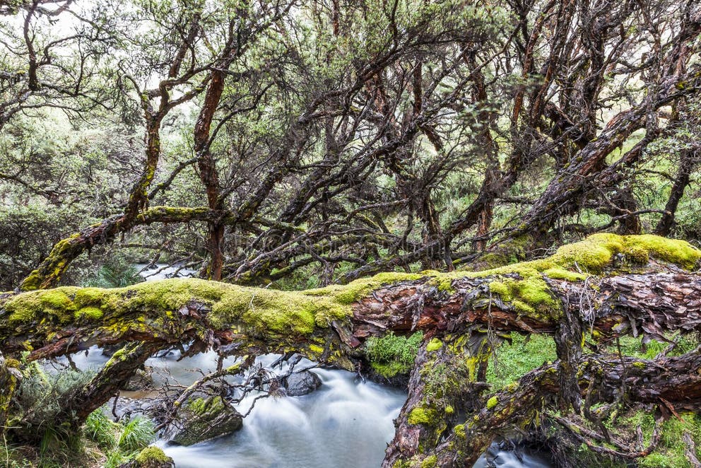 Polylepis forest stock photo. Image of andes, fresh, park - 69966478