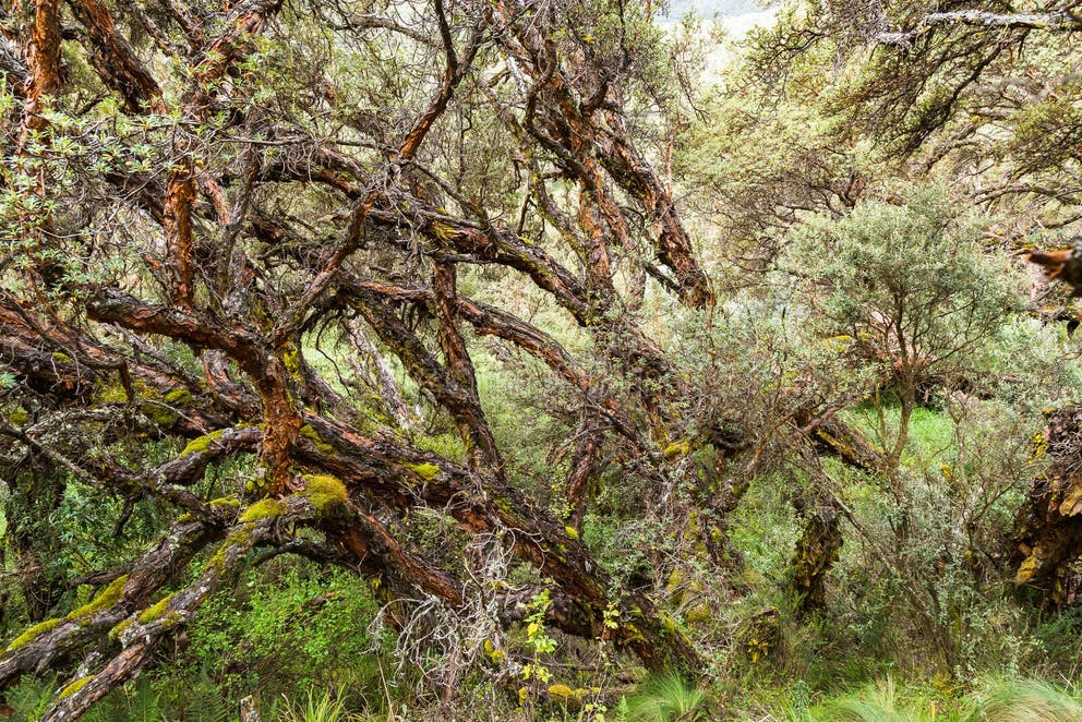 Polylepis forests stock image. Image of environment - 137615319