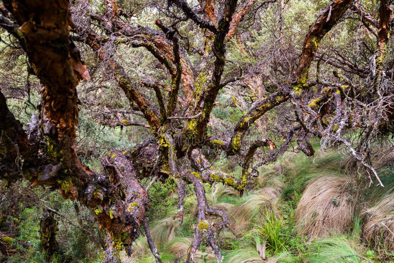 Polylepis forests stock image. Image of america, natural - 137615457