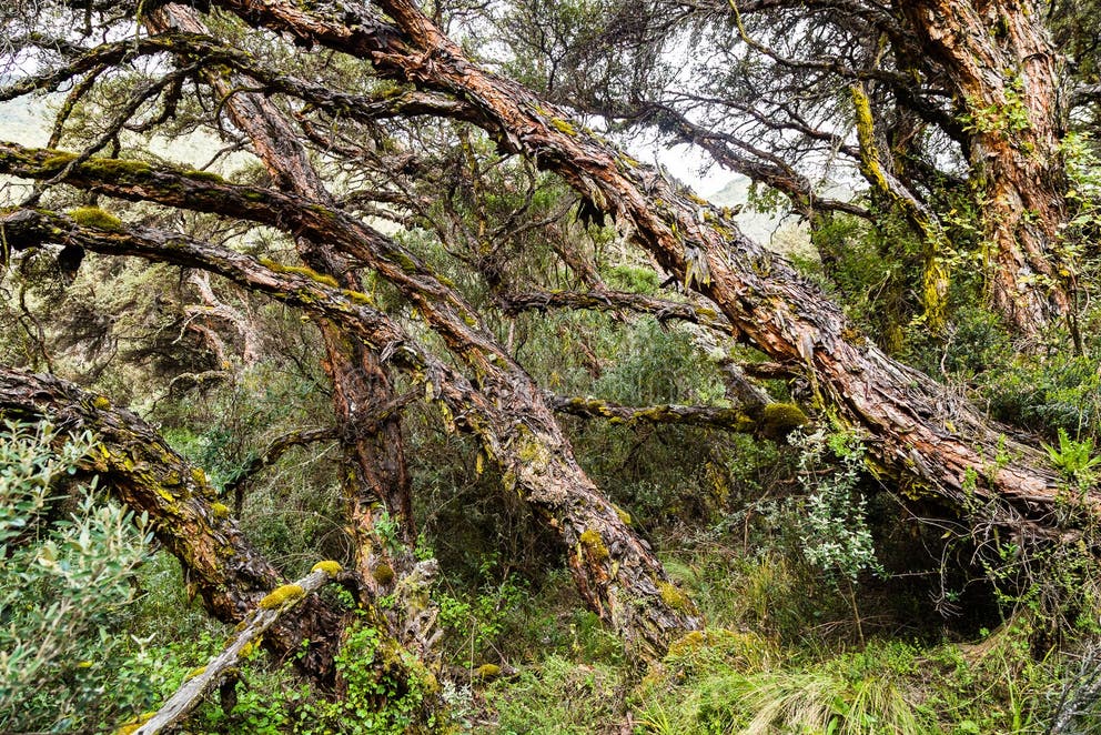 Polylepis forests stock image. Image of papallacta, outdoor - 137615549