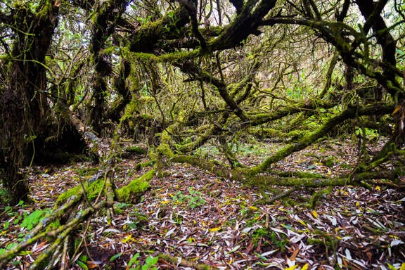 Polylepis forests stock photo. Image of landscape, national - 137615692