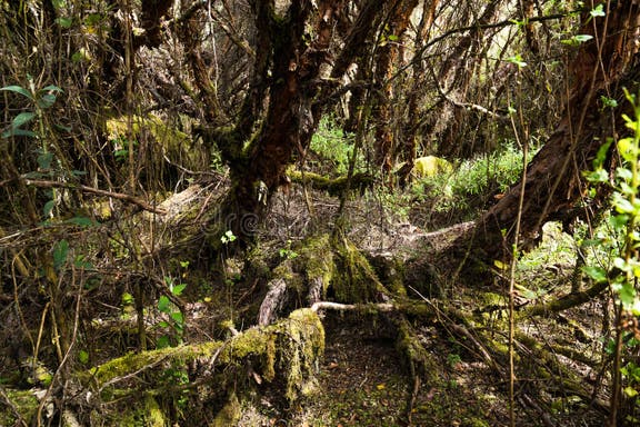 Polylepis forests stock photo. Image of polylepis, paper - 137615726