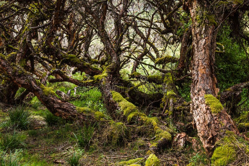 Polylepis Trees stock photo. Image of reserve, moor, mountain - 70322904