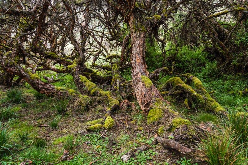 Polylepis forests stock photo. Image of national, andes - 137615946