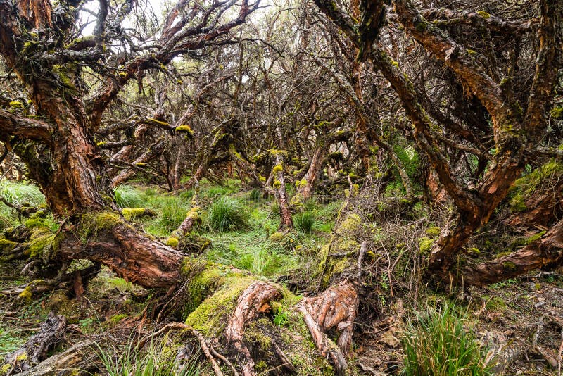 Polylepis Trees stock photo. Image of reserve, moor, mountain - 70322904