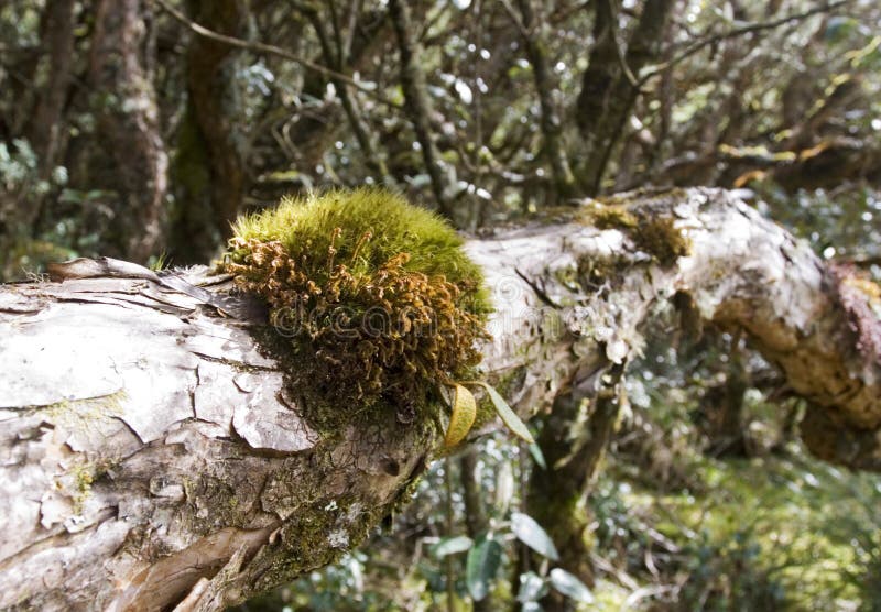 Polylepis, Papallacta Pass Ecuador Stock Image - Image of woodland ...
