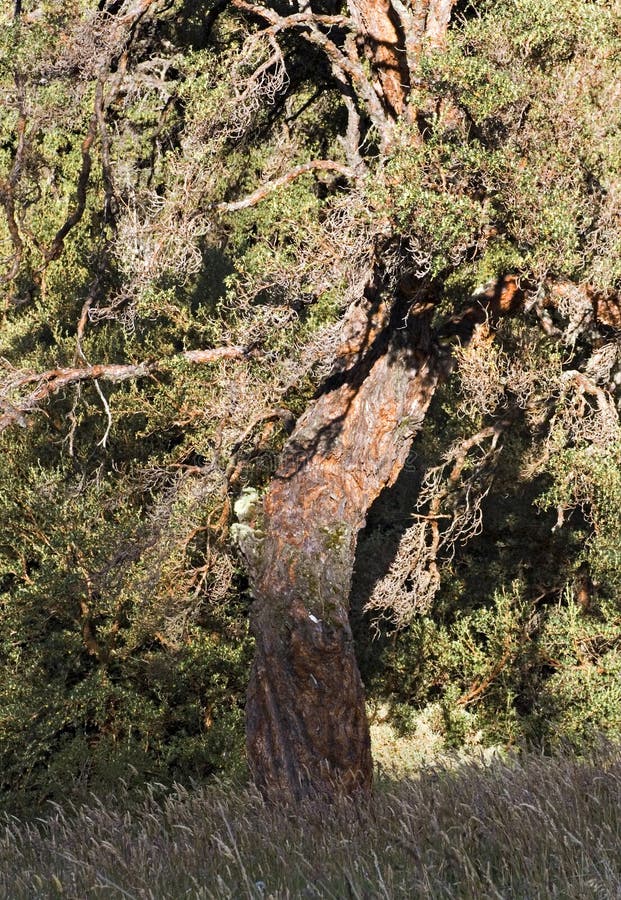 Polylepis, Paso Ecuador De Papallacta Imagen de archivo - Imagen de ...