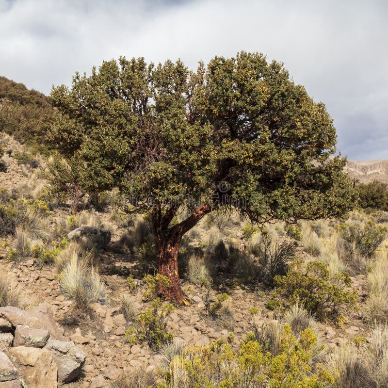 Polylepis Tarapacana is Tree that Grows Highest in Altitude in the ...