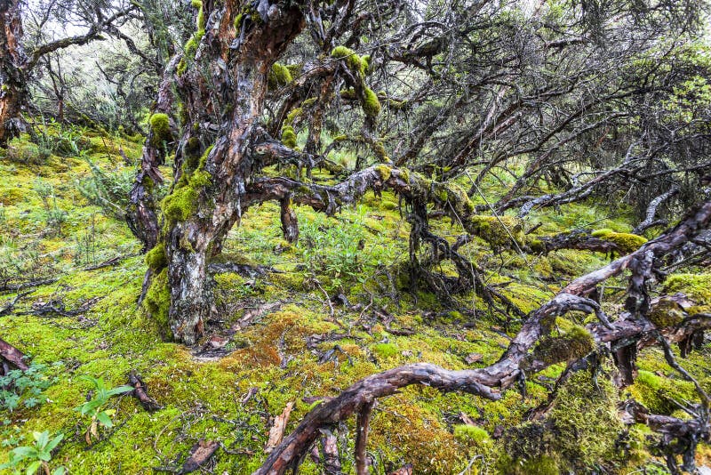 Polylepis Trees, Cordillera Blanca, Peru Stock Photo - Image of america ...