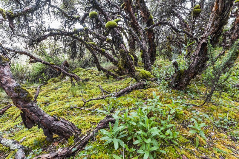 Polylepis Trees stock photo. Image of background, hiking - 70322904