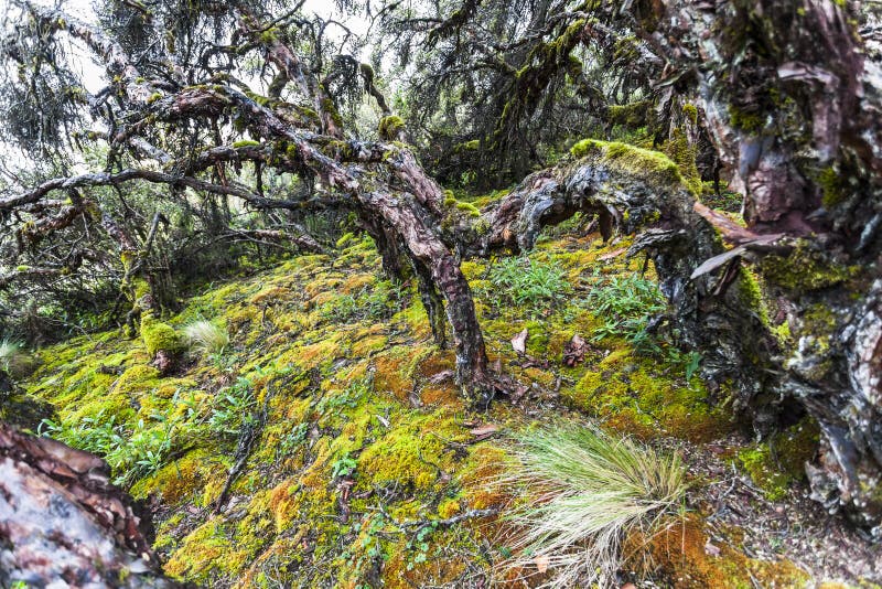 Polylepis Trees stock image. Image of andes, ecuador - 69961405
