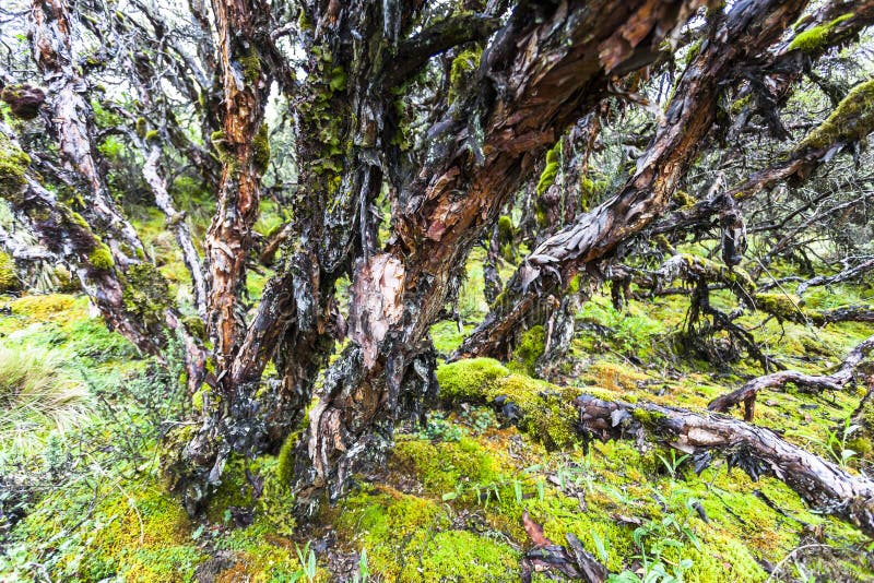 Polylepis Trees stock photo. Image of background, hiking - 70322904