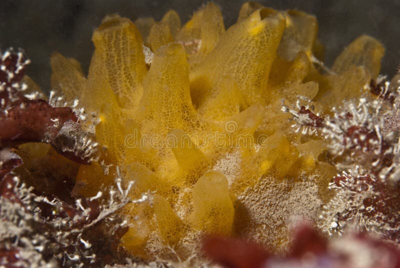 Polymastia Boletiformis stock image. Image of tube, life - 25953195