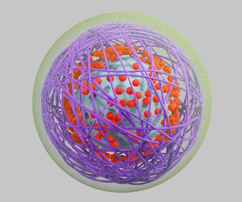 Polymeric Nanoparticle As a Nanocapsule Use As Imaging Agents or for ...