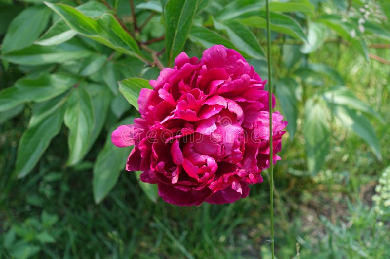 Polymerous Magenta-colored Flower of Common Peony in June Stock Image ...