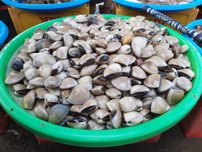 Polymesoda Erosa in Traditional Market Fish Stock Image - Image of ...