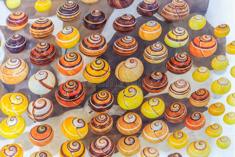 Polymita picta picta stock photo. Image of picta, shape - 76311226