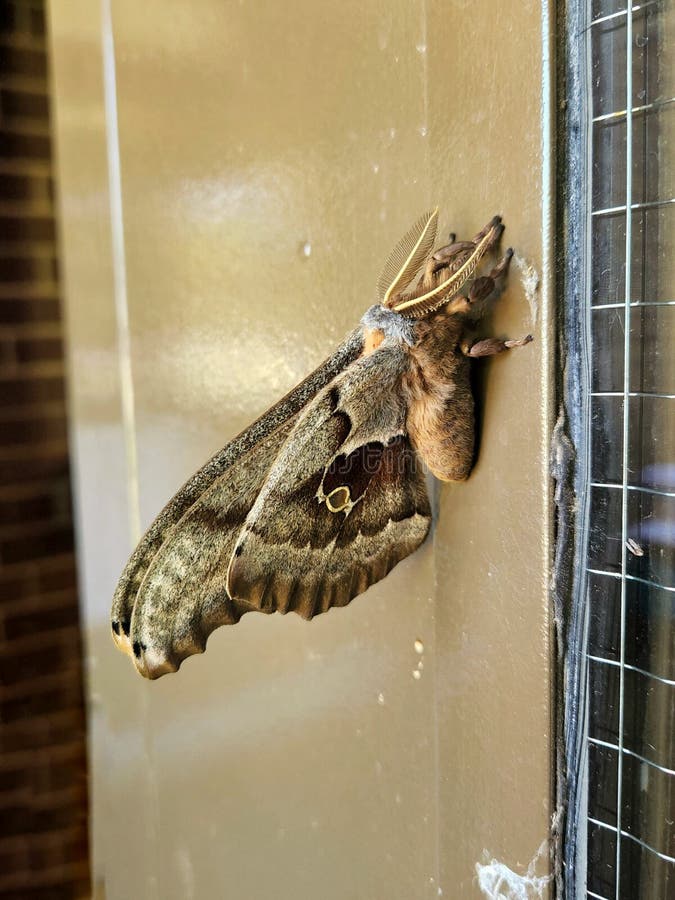 Polymorphus moth stock image. Image of insect, pretty - 250755523