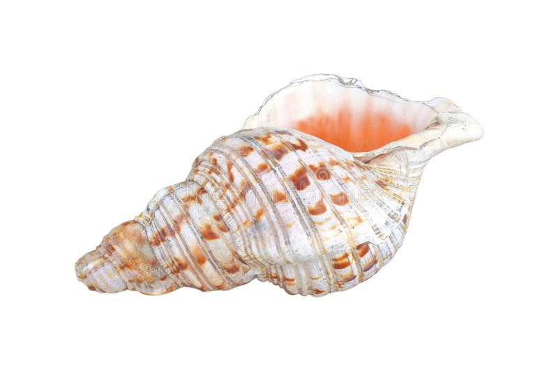 Polynesian Conch Shell Horn Isolated on White Background Stock Image ...