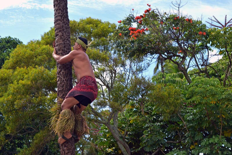 Polynesian Strong Stock Photos - Free & Royalty-Free Stock Photos from ...