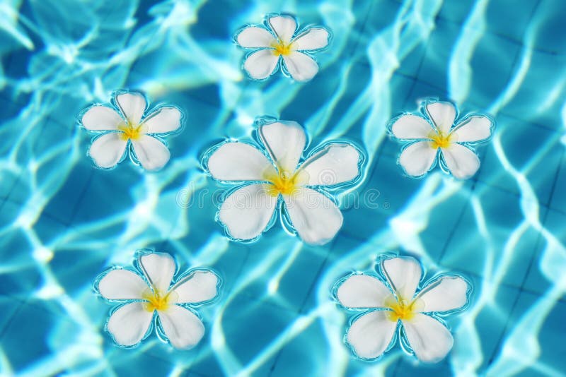 Polynesian Pool with Frangipani Flowers Stock Photo - Image of ...
