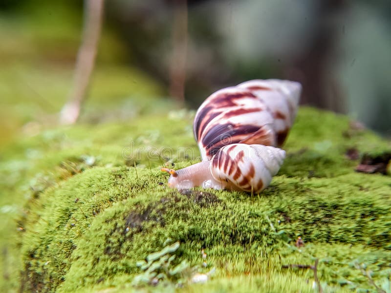 A Polynesian Tree Snail & X28;Partula Sp& X29; Foraging during the Day ...
