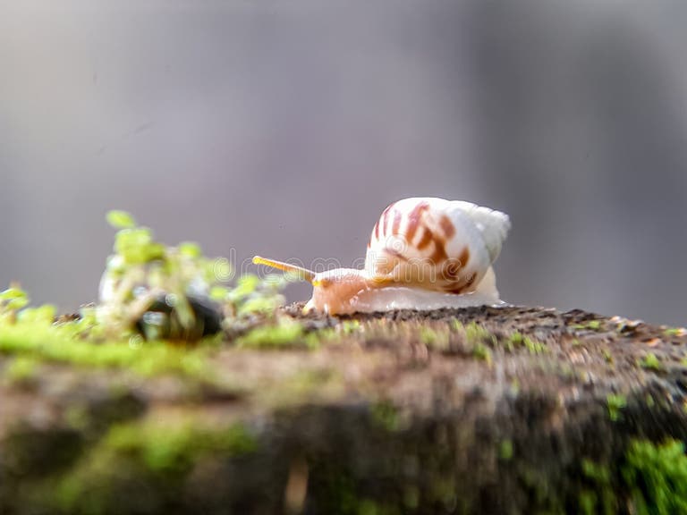 A Polynesian Tree Snail & X28;Partula Sp& X29; Foraging during the Day ...