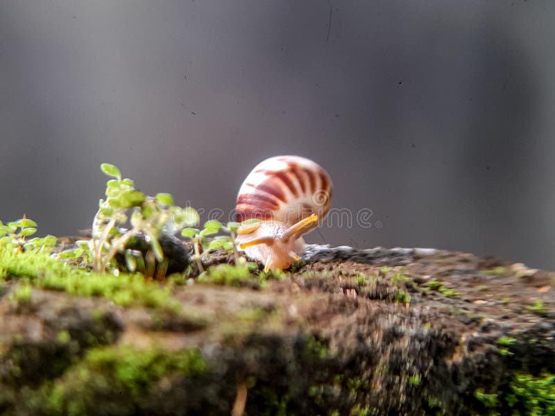 A Polynesian Tree Snail & X28;Partula Sp& X29; Foraging during the Day ...