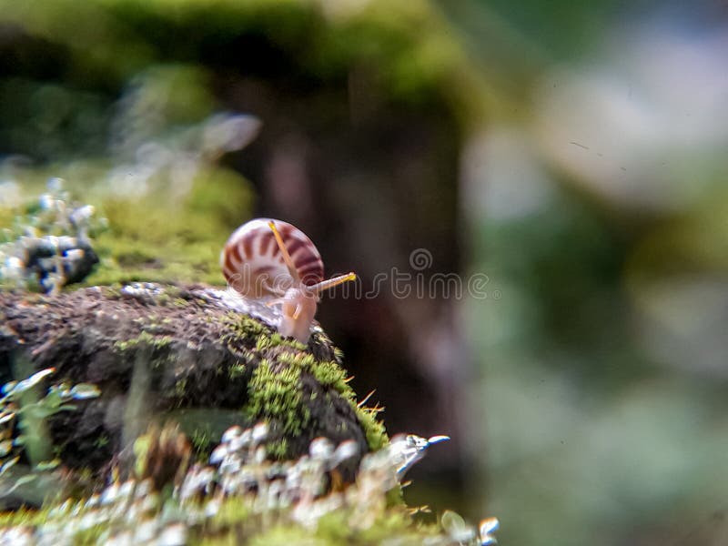 A Polynesian Tree Snail & X28;Partula Sp& X29; Foraging during the Day ...