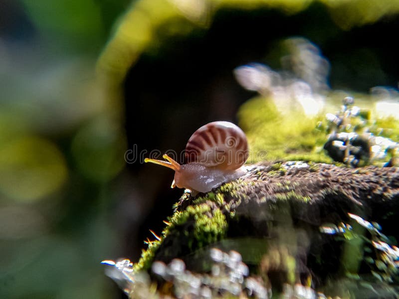 A Polynesian Tree Snail & X28;Partula Sp& X29; Foraging during the Day ...