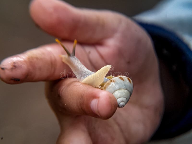 A Polynesian Tree Snail & X28;Partula Sp& X29; Foraging during the Day ...